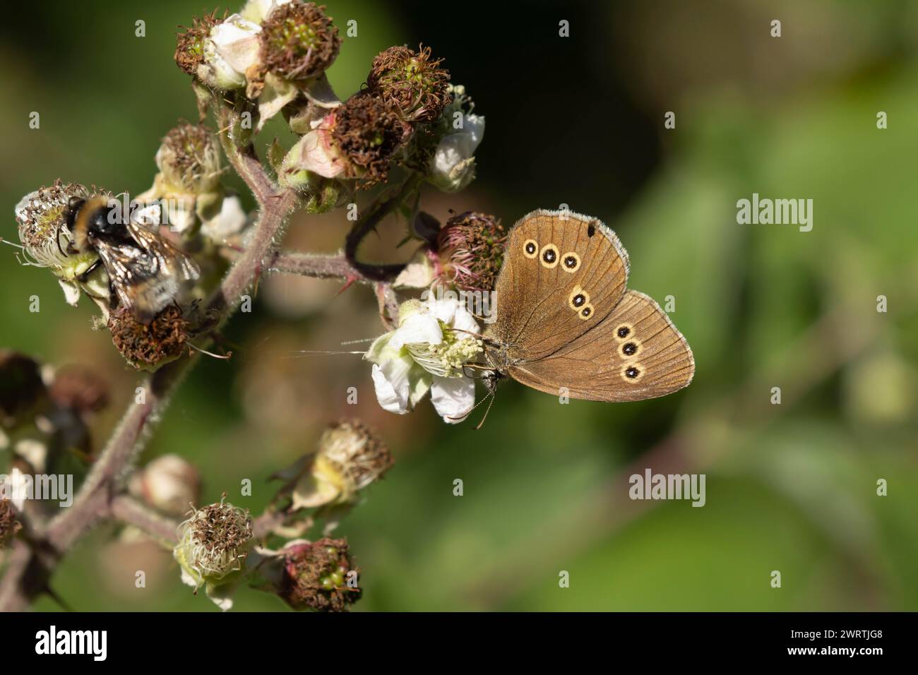 Ringlet (Aphantopus hyperantus) butterfly feeding on a Bramble flower ...