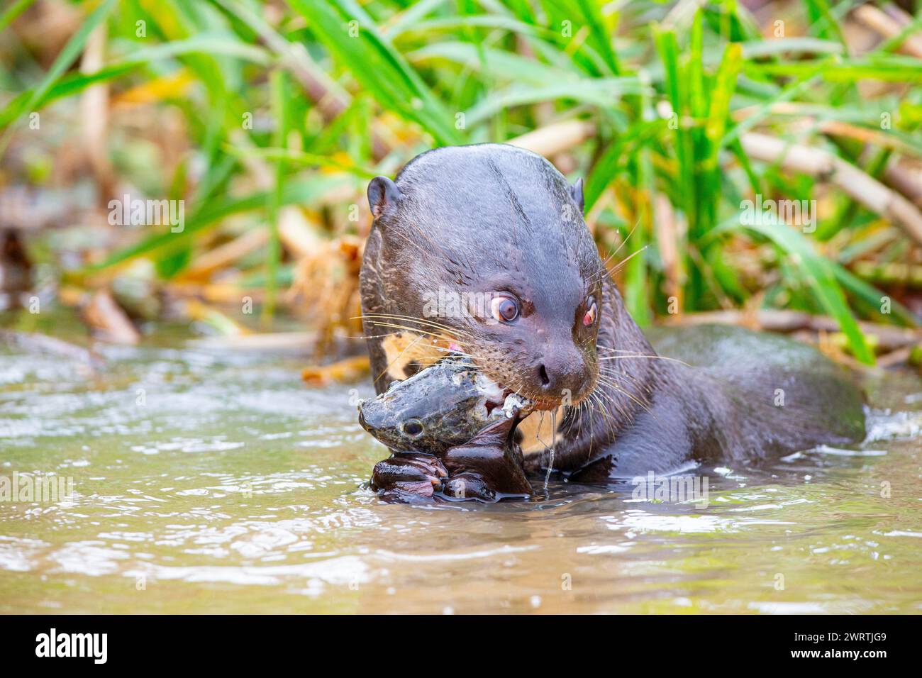 Giant otter (Pteronura brasiliensis) Pantanal Brazil Stock Photo - Alamy