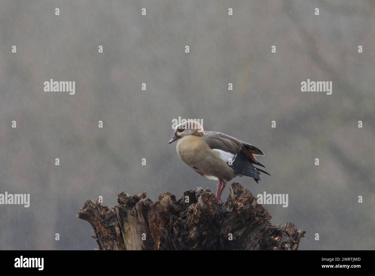 Rain goose hi-res stock photography and images - Alamy