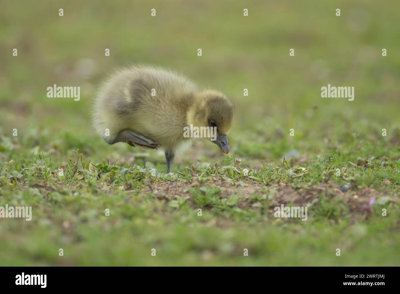 Greylag goose (Anser anser) juvenile baby gosling bird walking on ...