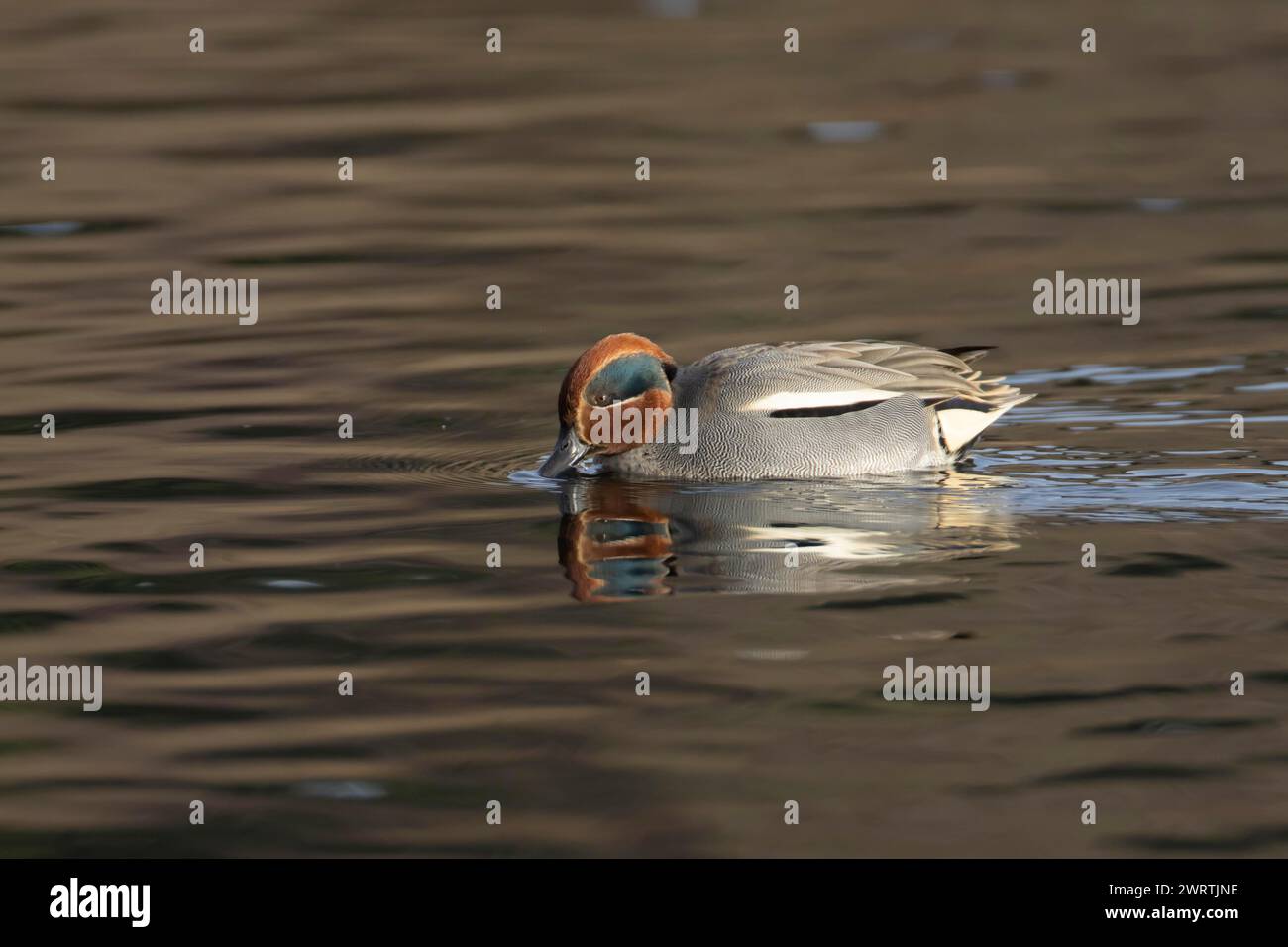 Common teal (Anas crecca) adult male duck feeding on the surface of a ...