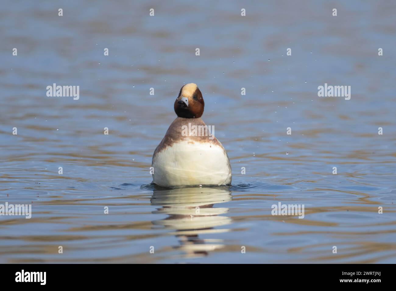 Eurasian wigeon (Mareca penelope) adult male duck on a lake, Suffolk ...