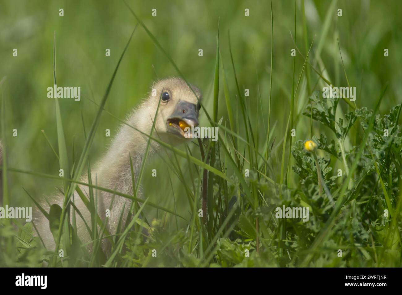 Tall goose hi-res stock photography and images - Alamy