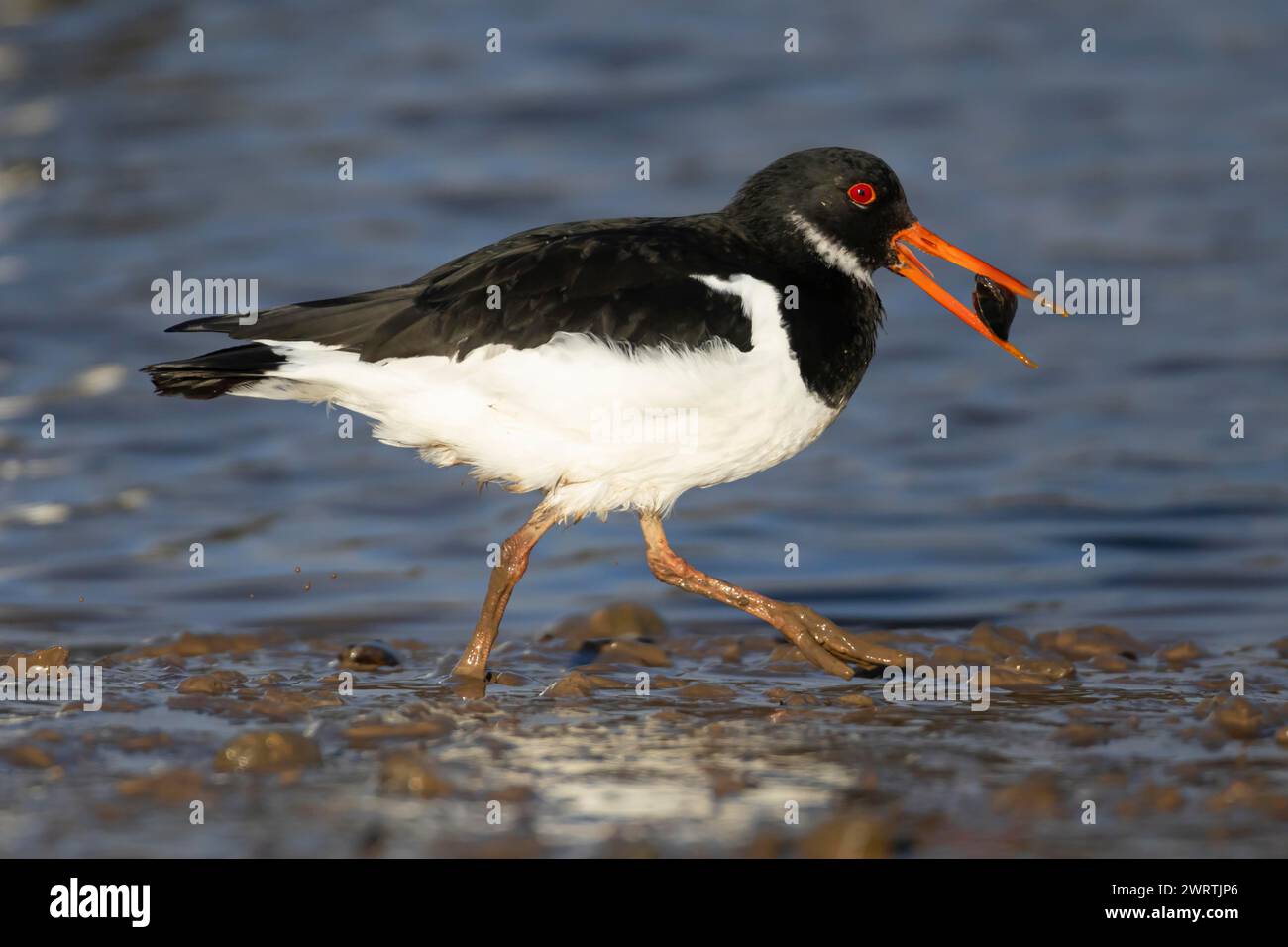 Oystercatcher mussel shell hi-res stock photography and images - Alamy