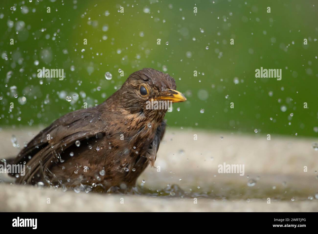 Bird washing hi-res stock photography and images - Alamy