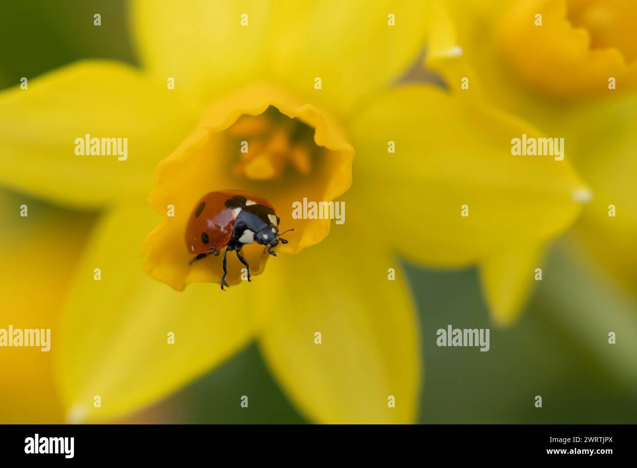 Seven-spot ladybird (Coccinella septempunctata) adult insect on a ...