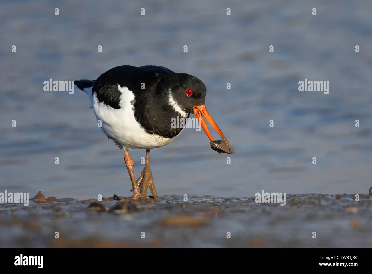 Eurasian oystercatcher (Haematopus ostralegus) adult bird carrying a ...