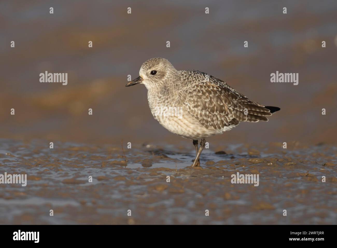 Grey plover (Pluvialis squatarola) adult bird in winter plumage ...