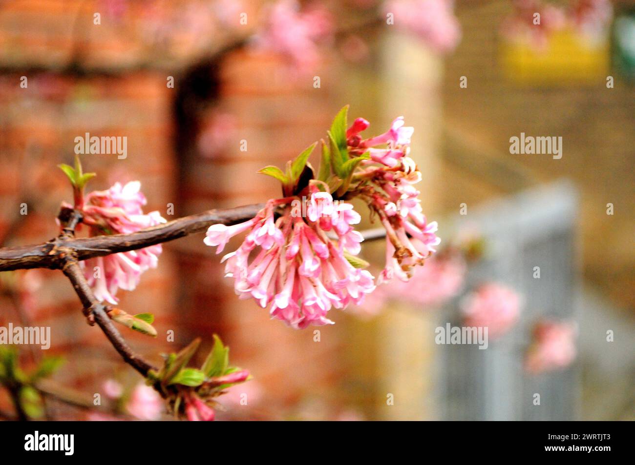 Copenhagen, Denmark /14 March 2024/Cheery blosoms and spring weather in ...