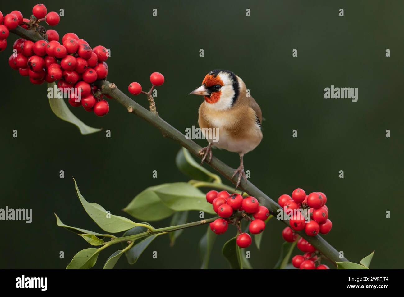European goldfinch (Carduelis carduelis) adult bird on a Holly tree ...