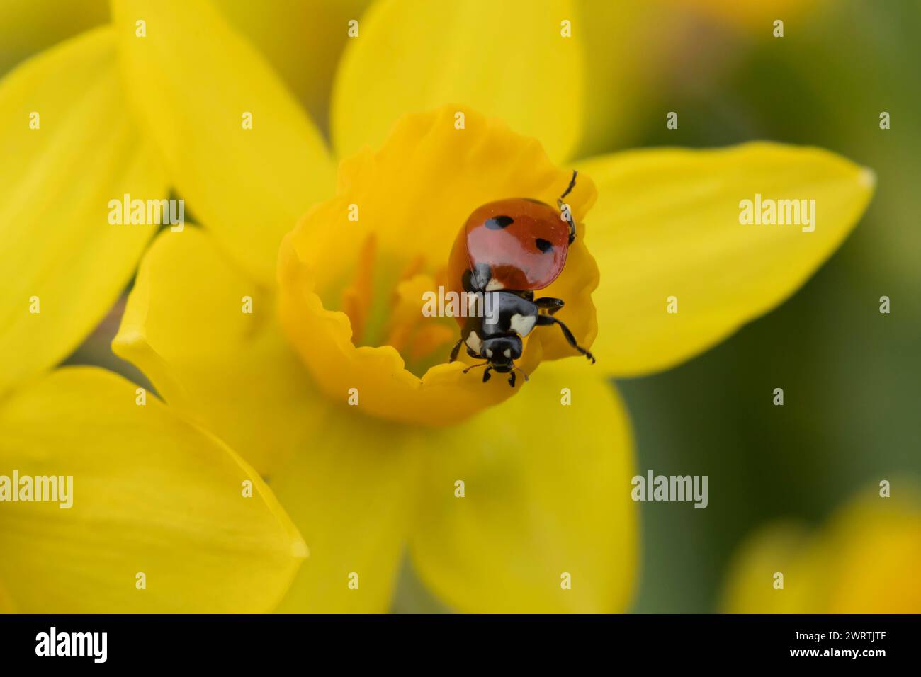 Seven-spot ladybird (Coccinella septempunctata) adult insect on a ...