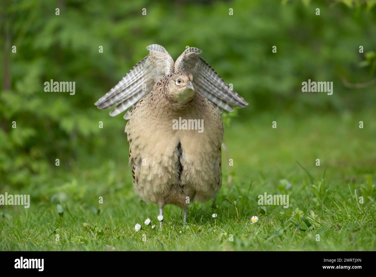 Common pheasant (Phasianus colchicus) adult female bird stretching its ...