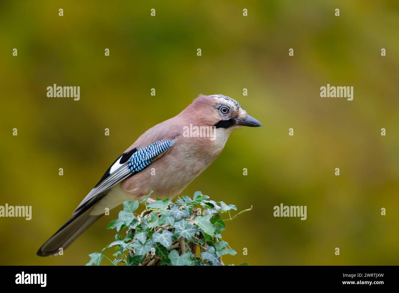 Eurasian jay (Garrulus glandarius) adult bird on an ivy covered tree ...