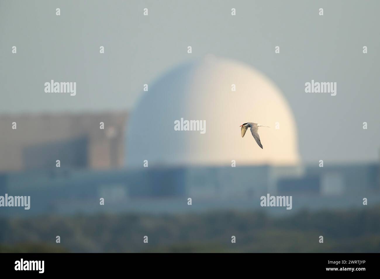 Common tern (Sterna hirundo) adult bird in flight with Sizewell B ...