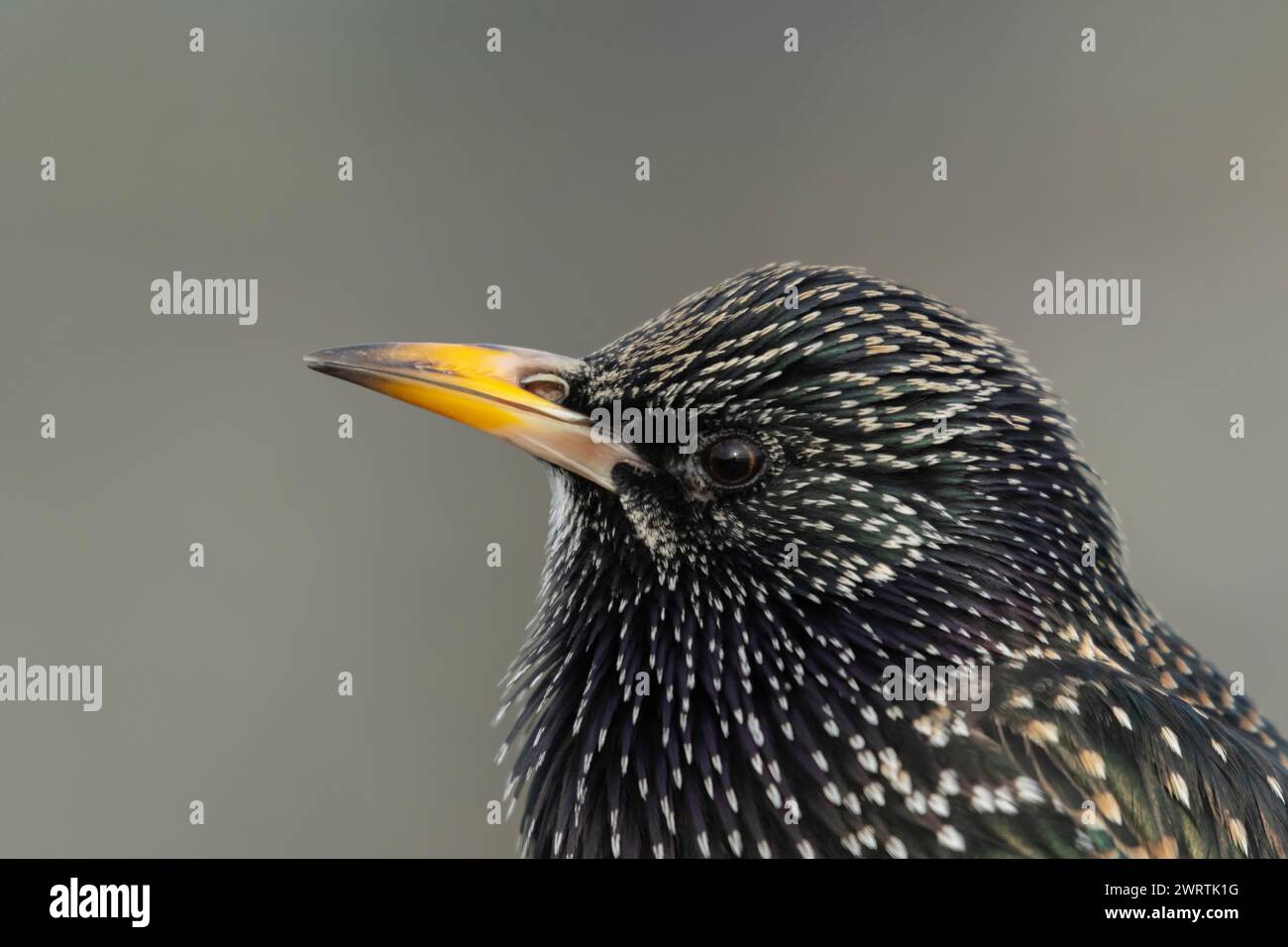 European starling (Sturnus vulgaris) adult bird head portrait, England ...