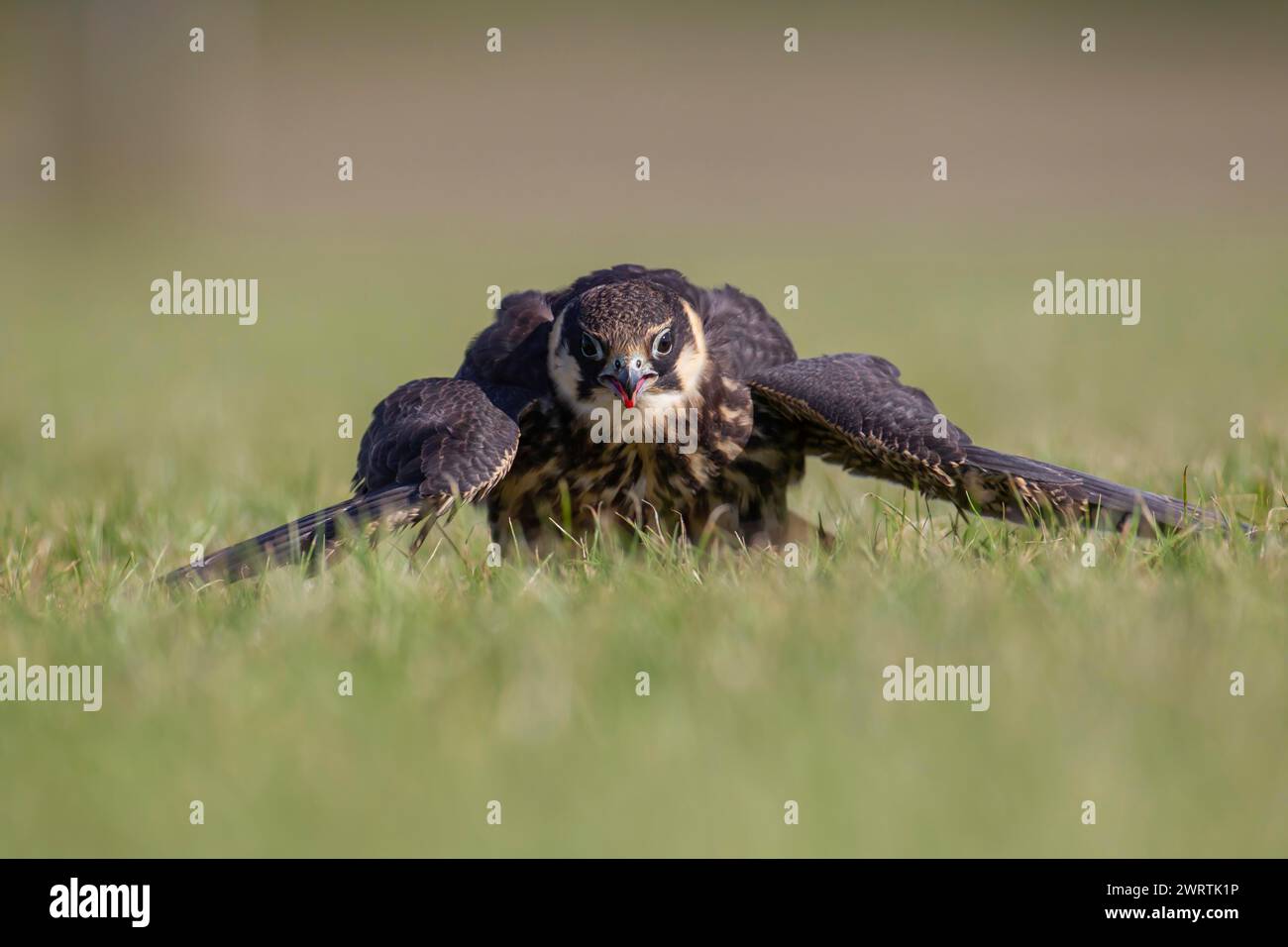 Eurasian hobby (Falco subbuteo) adult bird mantling prey on grassland ...