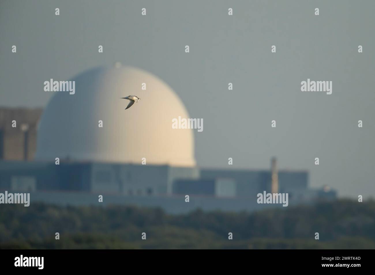 Sandwich tern (Thalasseus sandvicensis) adult bird in flight carrying a ...