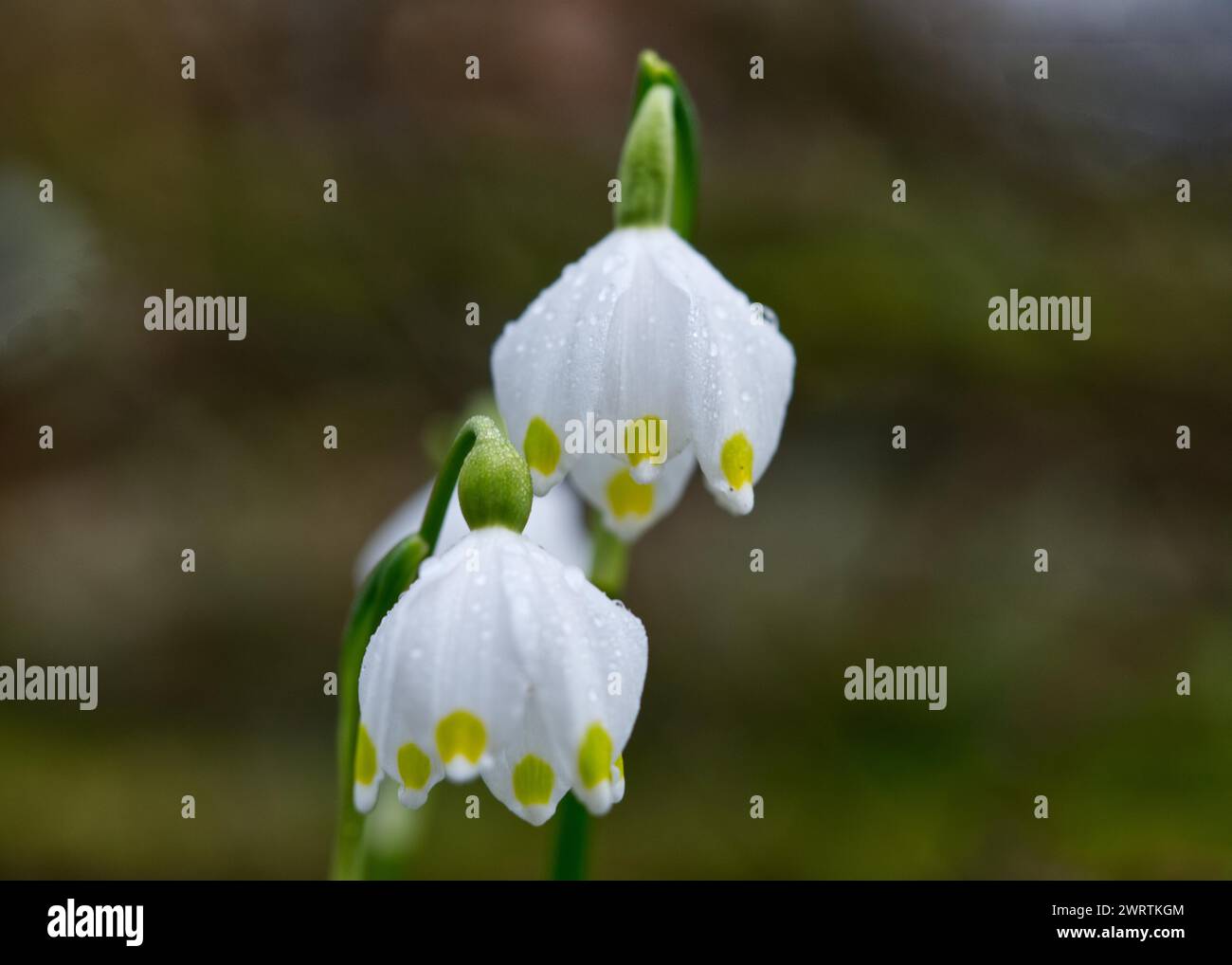 Spring snowflake (Leucojum vernum Stock Photo - Alamy