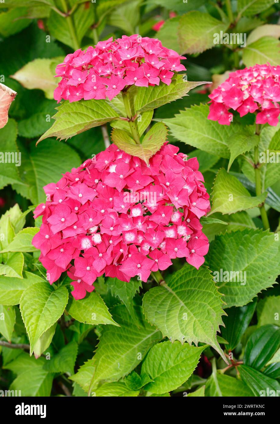 Pink flowering bigleaf hydrangea (Hydrangea macrophylla), North Rhine ...