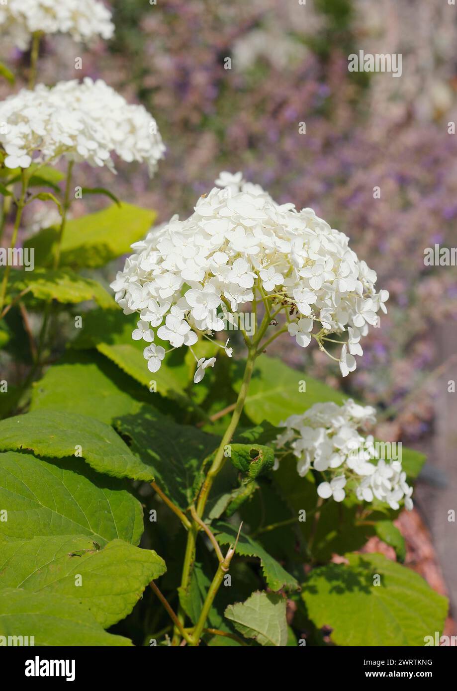 White bigleaf hydrangea (Hydrangea macrophylla), North Rhine-Westphalia ...