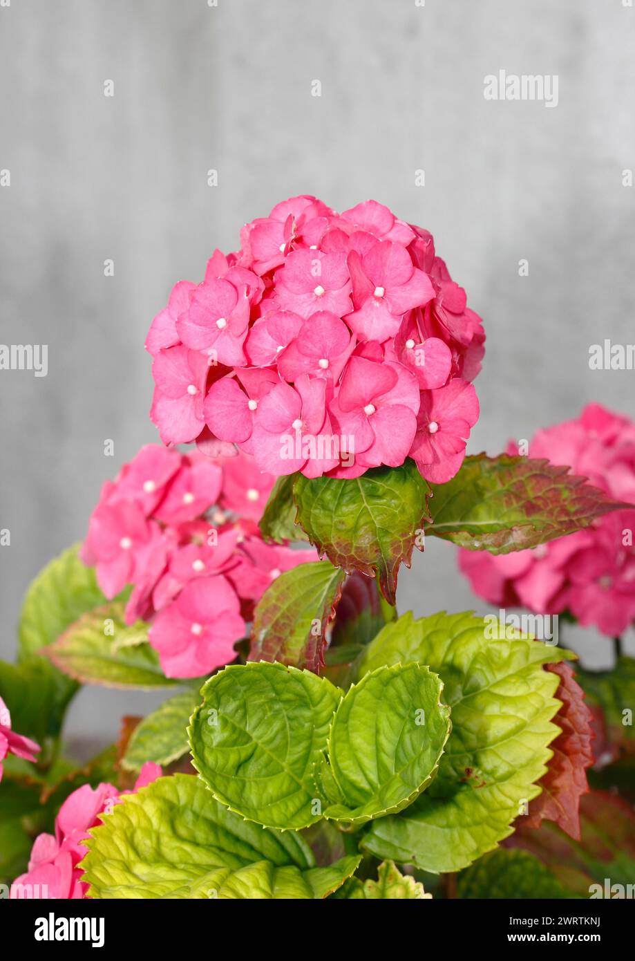 Pink flowering bigleaf hydrangea (Hydrangea macrophylla), North Rhine ...
