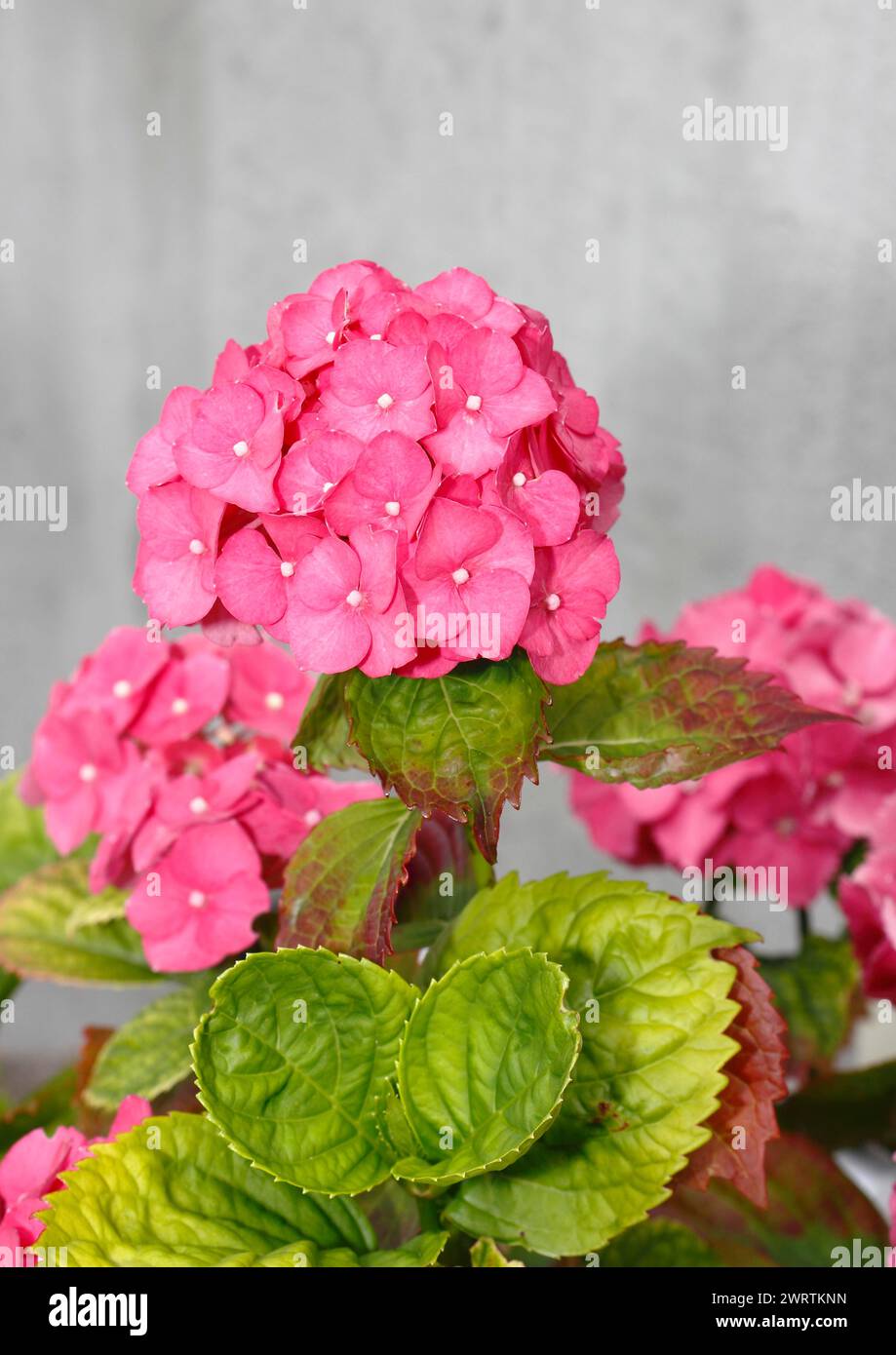 Pink flowering bigleaf hydrangea (Hydrangea macrophylla), North Rhine ...