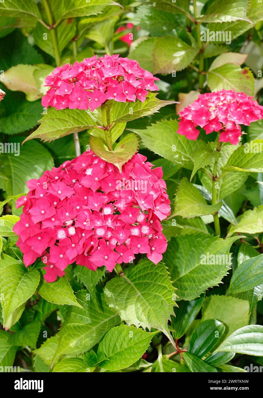 Pink flowering bigleaf hydrangea (Hydrangea macrophylla), North Rhine ...