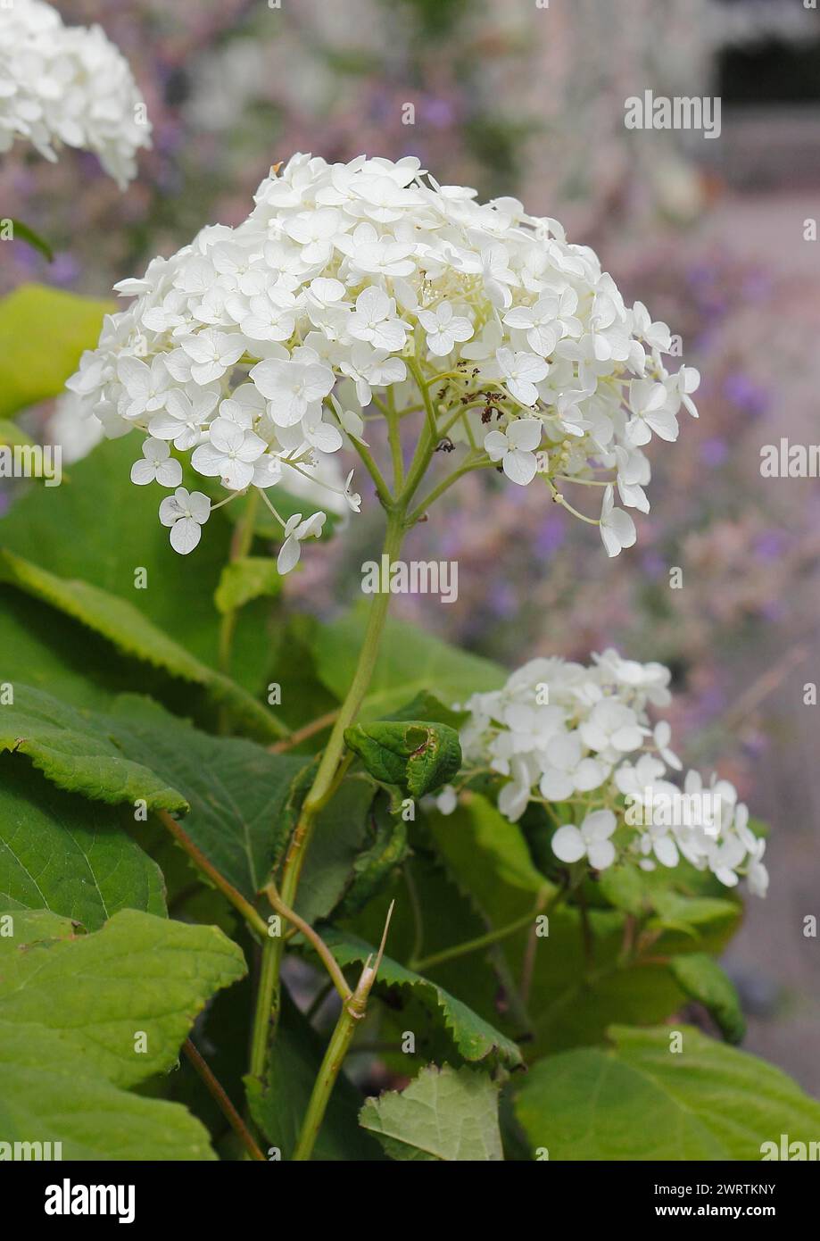 White bigleaf hydrangea (Hydrangea macrophylla), North Rhine-Westphalia ...