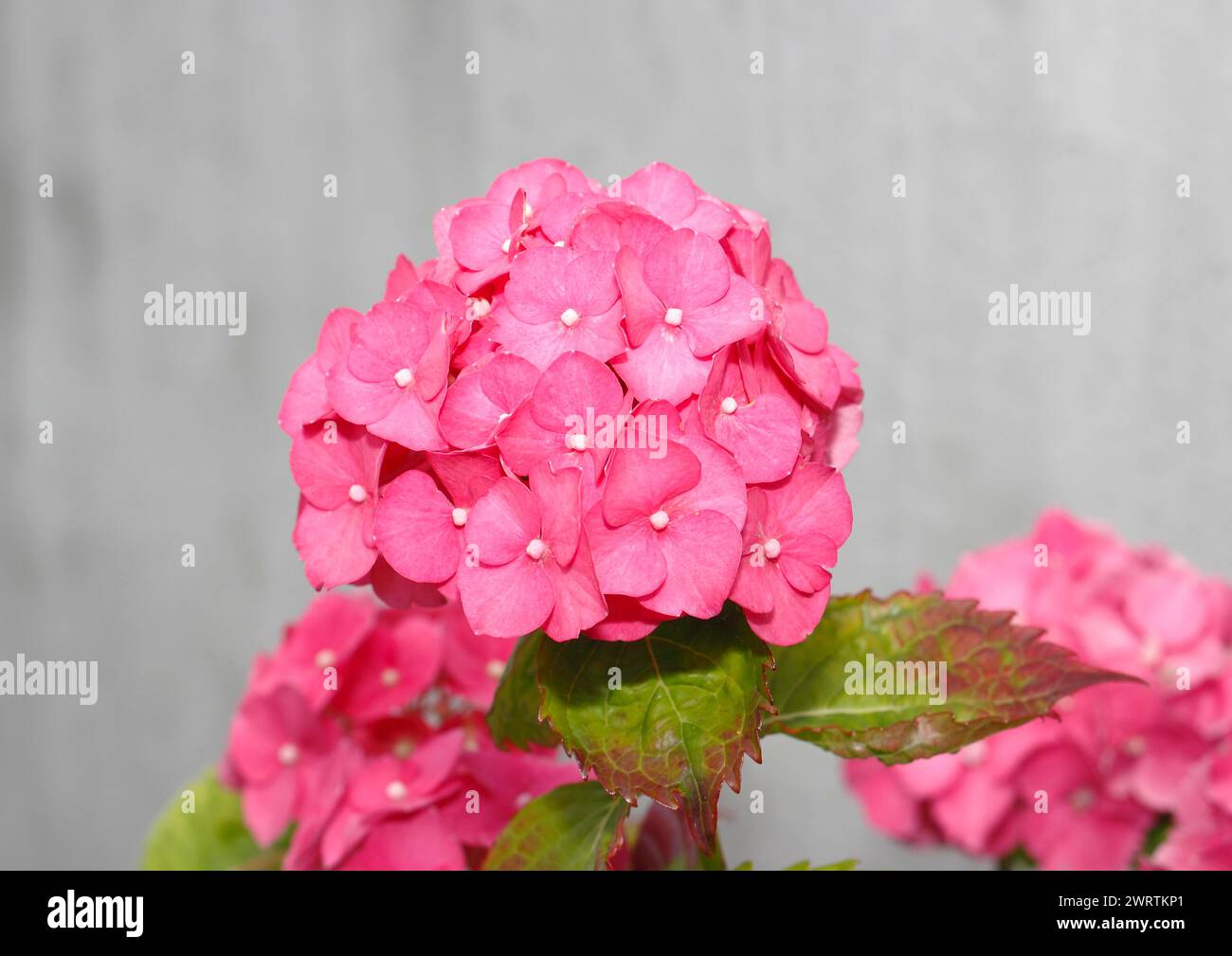 Pink flowering bigleaf hydrangea (Hydrangea macrophylla), North Rhine ...