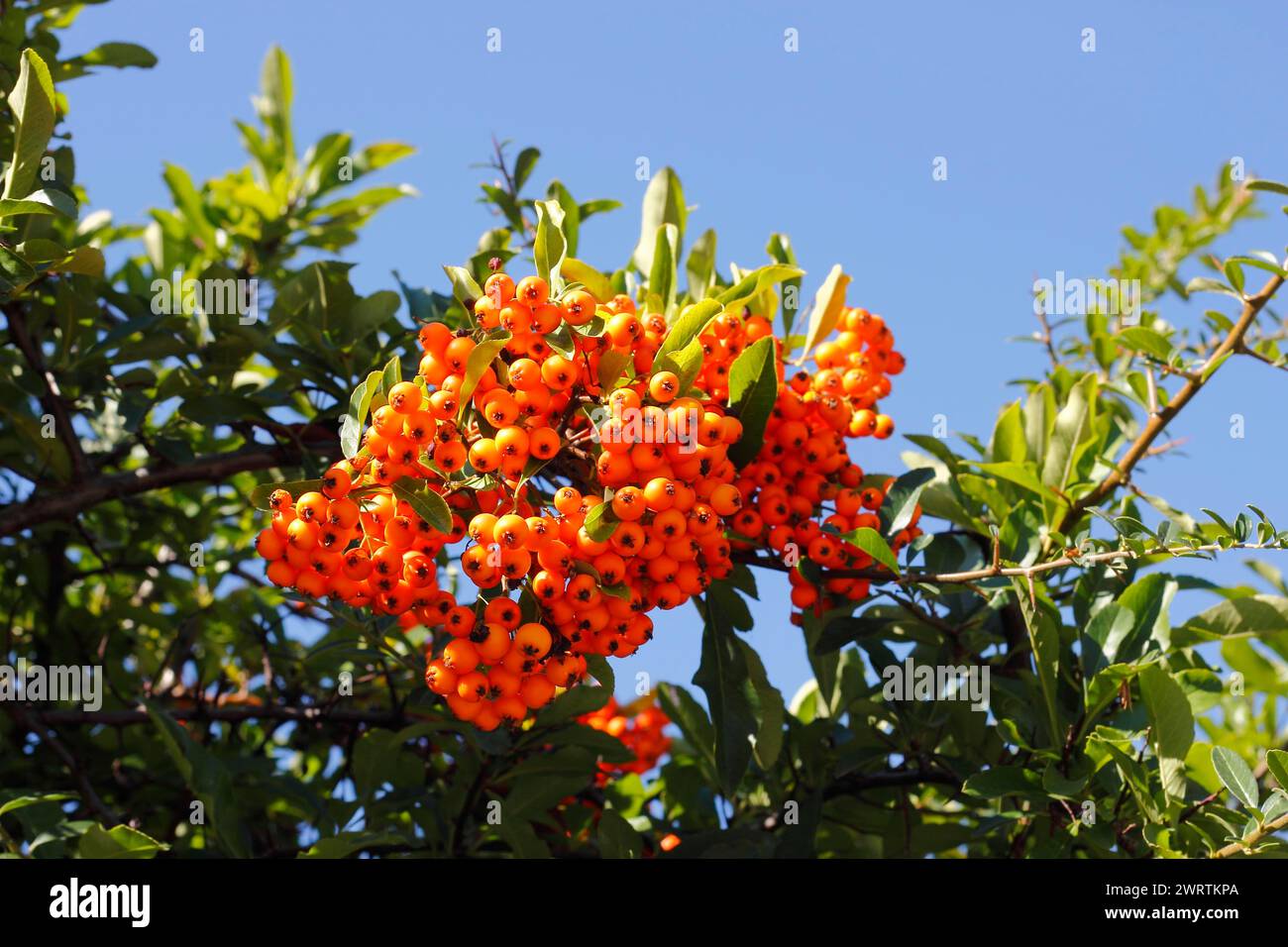 Firethorn (Pyracantha), in the blue sky, North Rhine-Westphalia ...