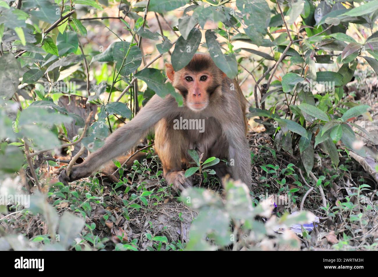 A monkey sits in the forest surrounded by green foliage and looks ...