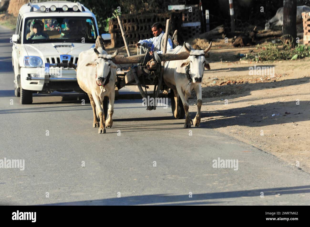 A driver steers a traditional bullock cart on a busy country road ...