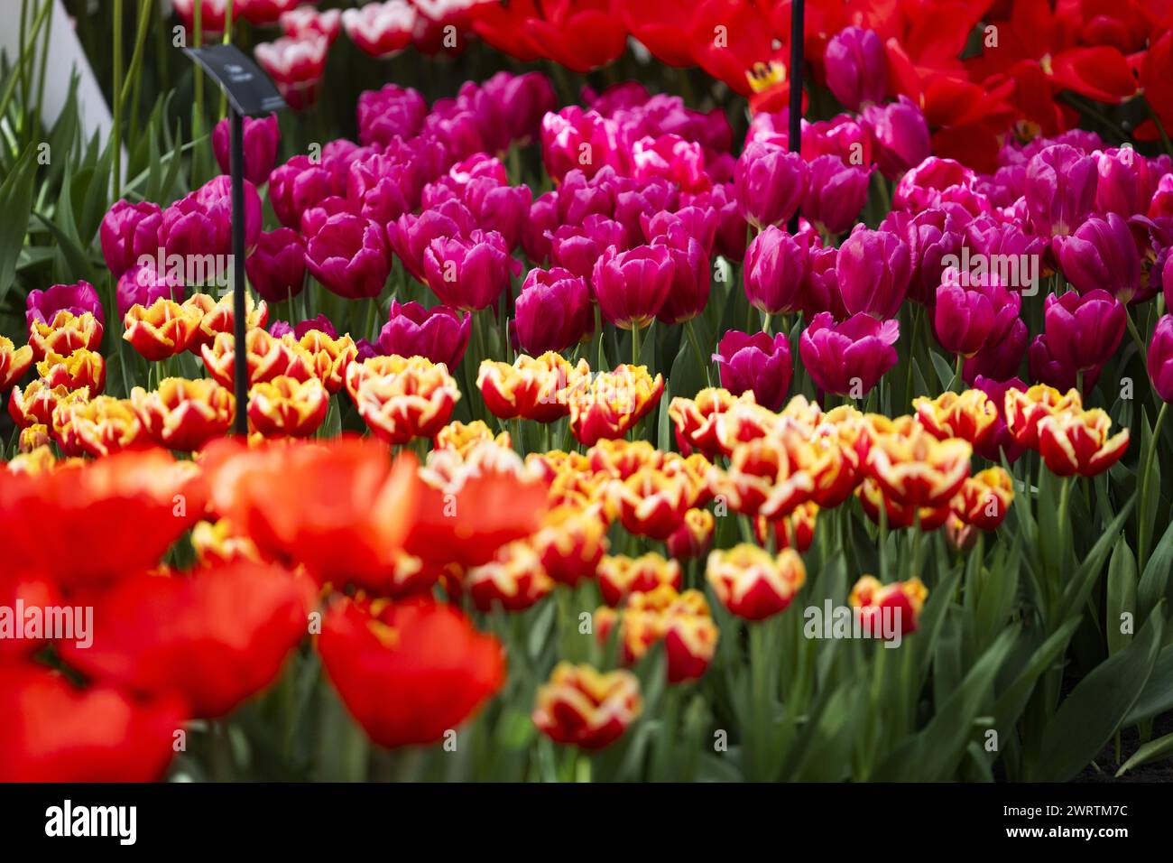 LISSE - A bed of tulips in De Keukenhof. The flower park is almost ...