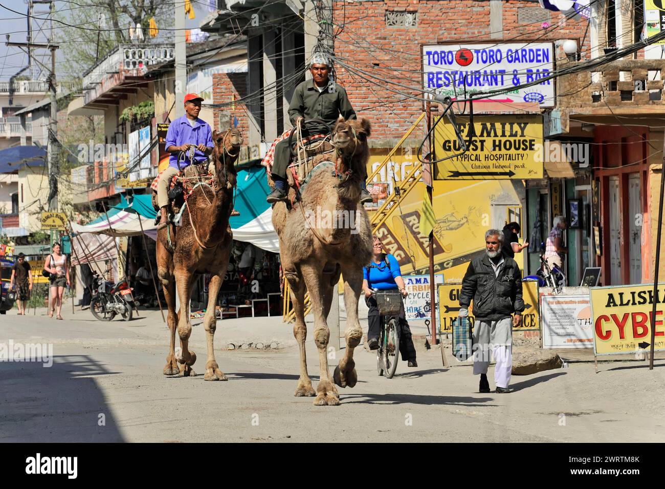 Camel riding in a lively urban street scene with shops and passers-by ...