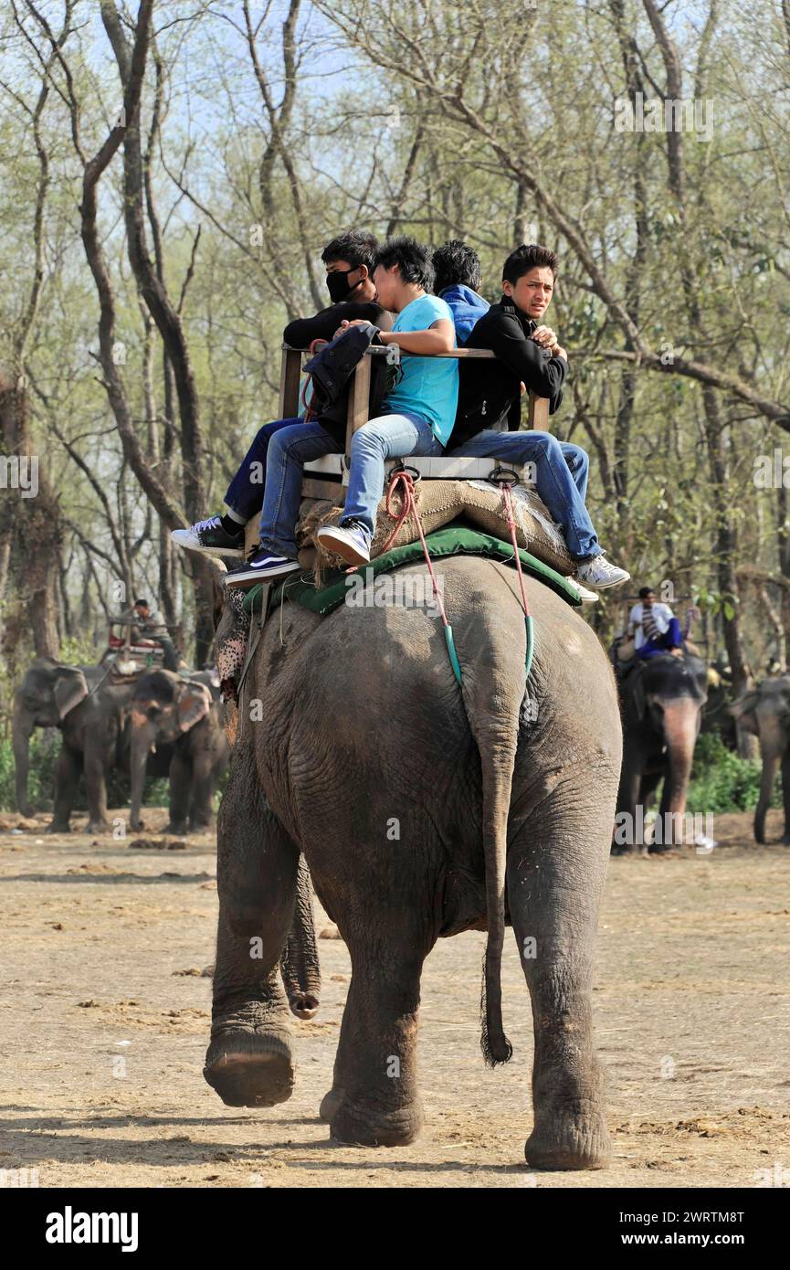People riding on the back of an elephant in a forested area, Chitwan ...