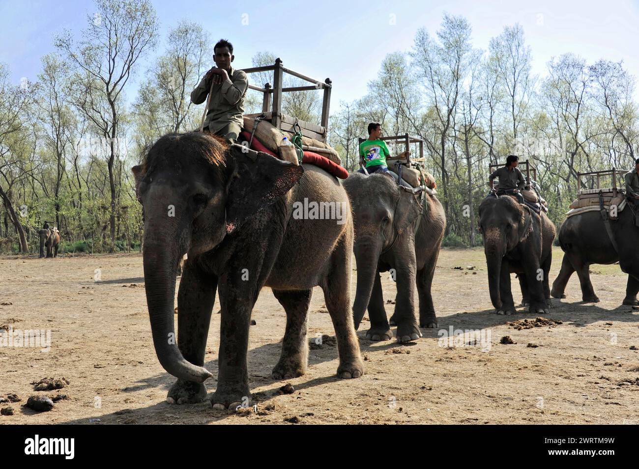 Nepal elephant chitwan national park hi-res stock photography and ...