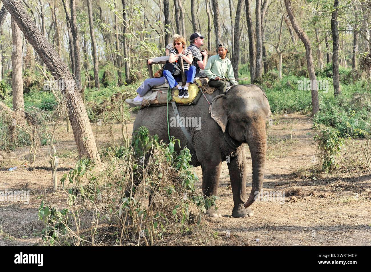 An elephant guide accompanies travellers on an elephant through the ...