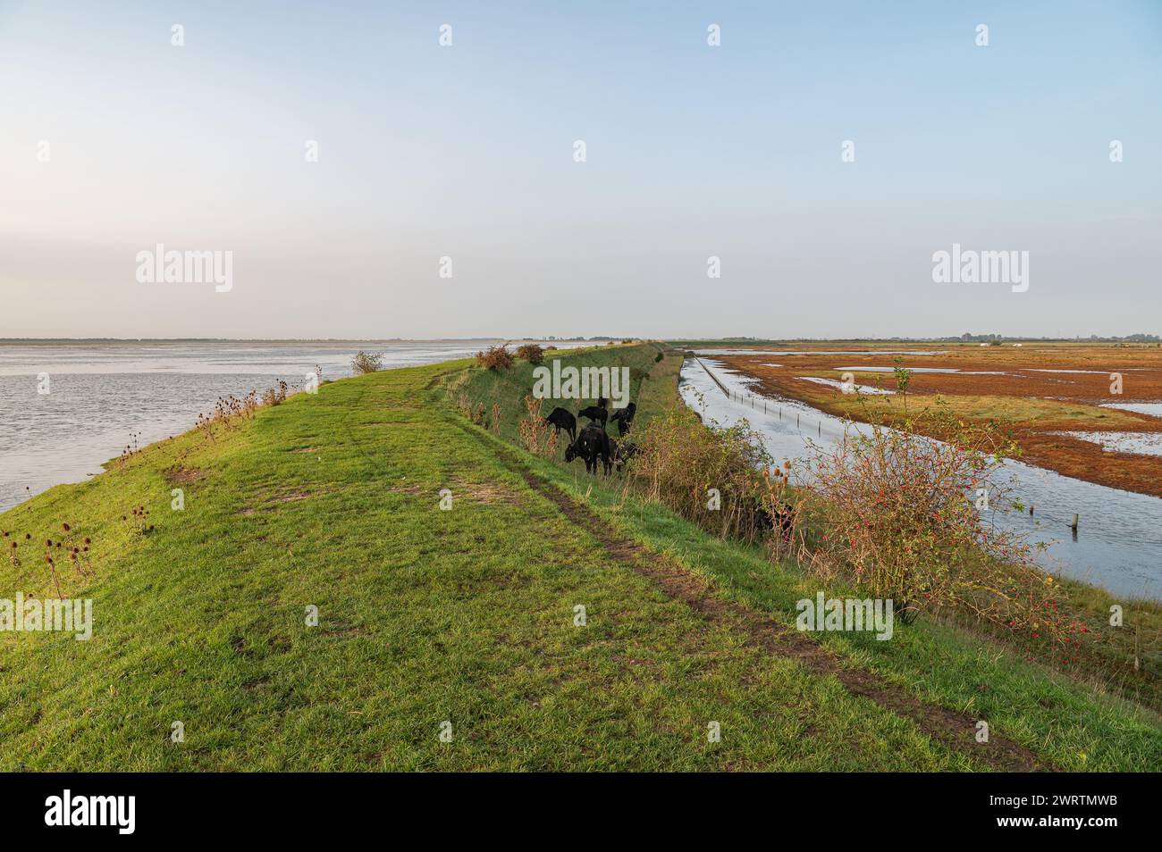Cows on the Levee with the fields covered in sea water at high tide in ...