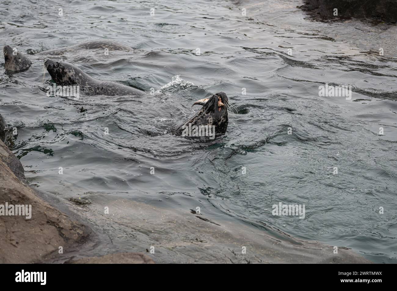 Seal catching fish hi-res stock photography and images - Alamy