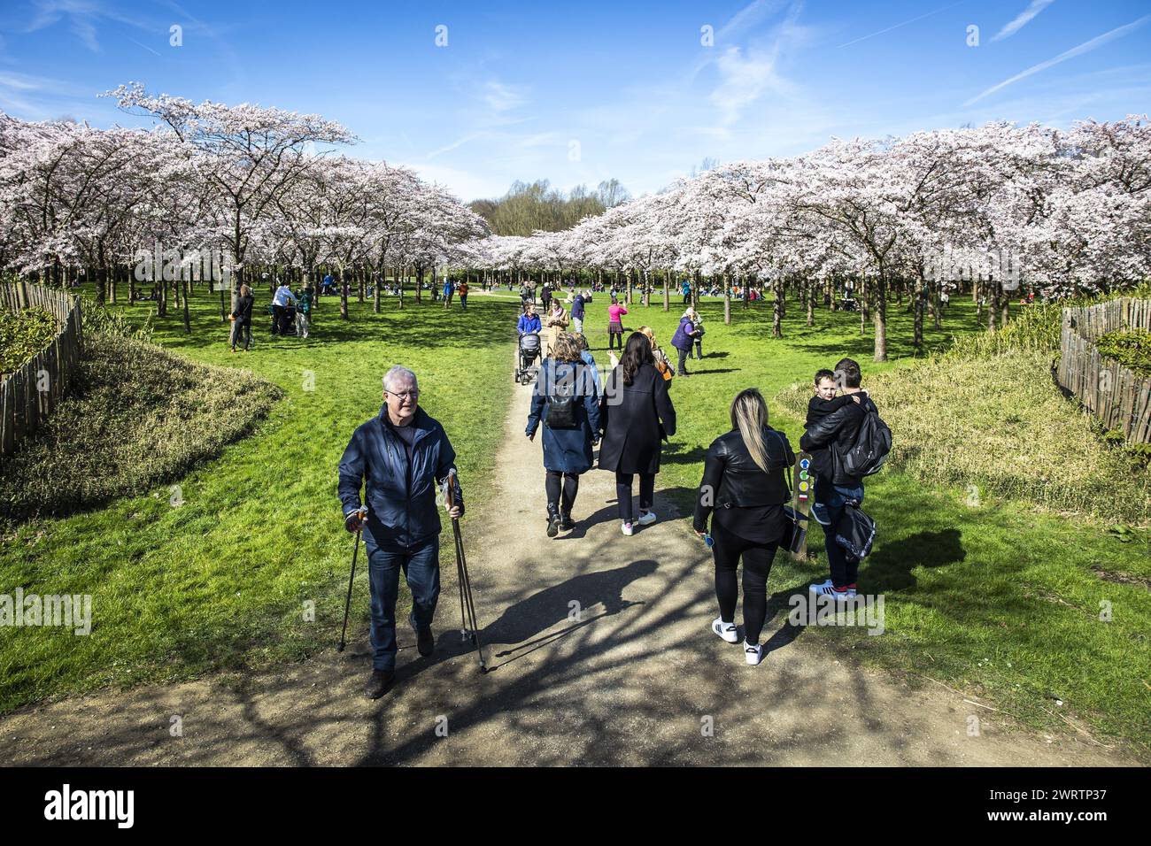 AMSTELVEEN - Visitors during the blooming of the Japanese cherry ...