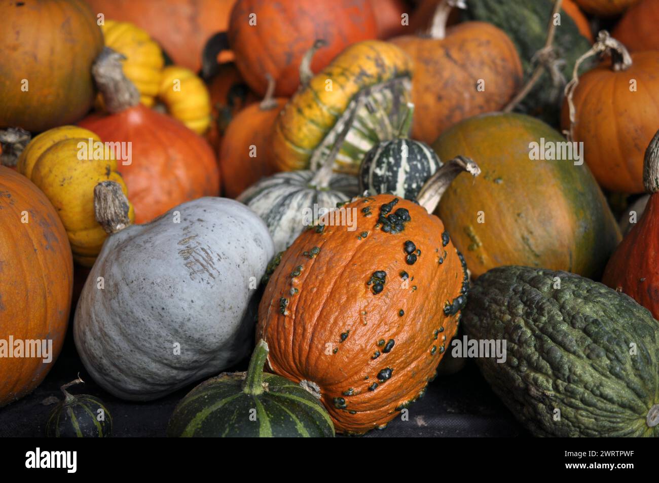 Different coloured pumpkins laying out in a pile Stock Photo - Alamy