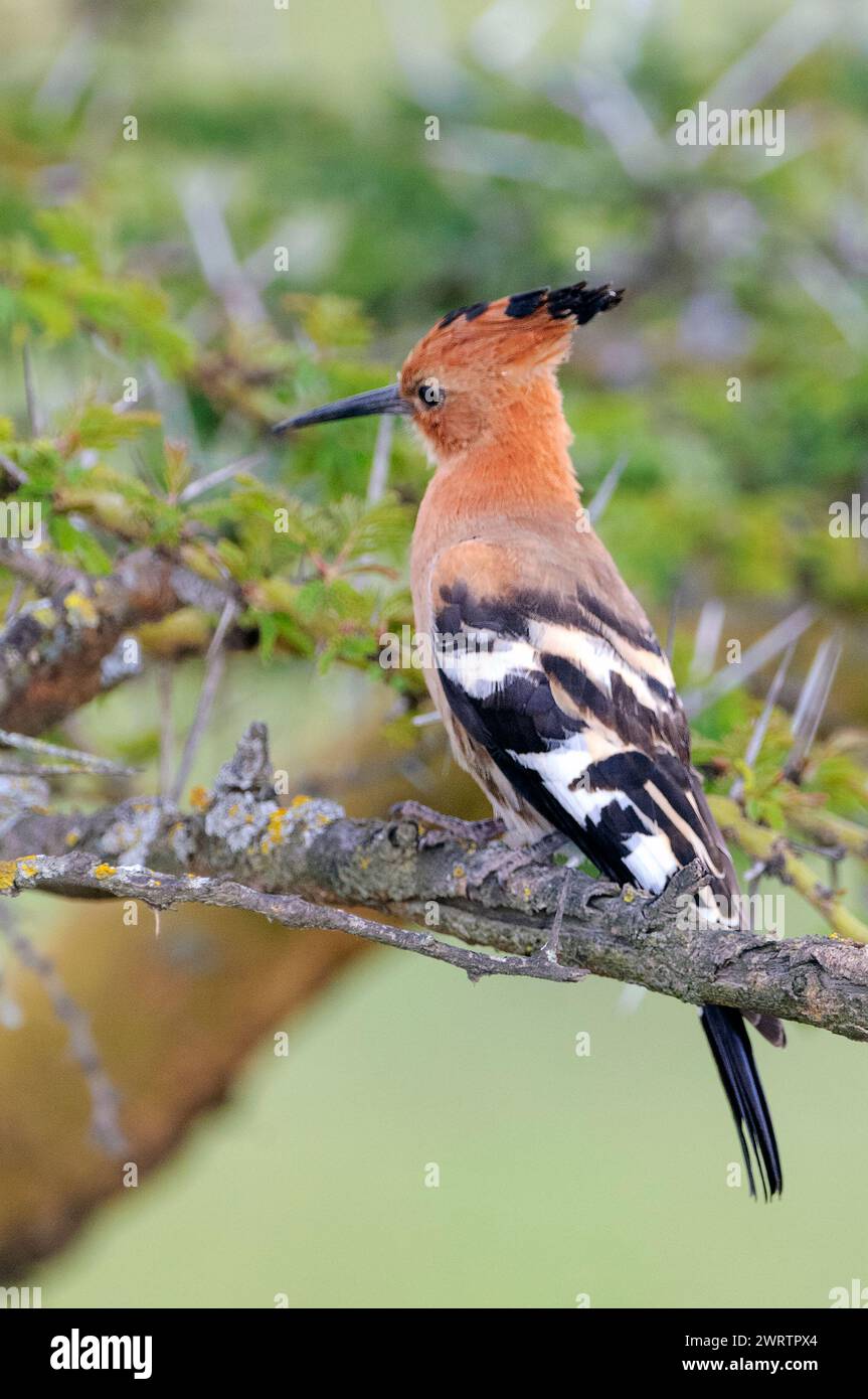 African Hoopoe (Upupa epops africana) from Lake Nakuru, Kenya Stock ...