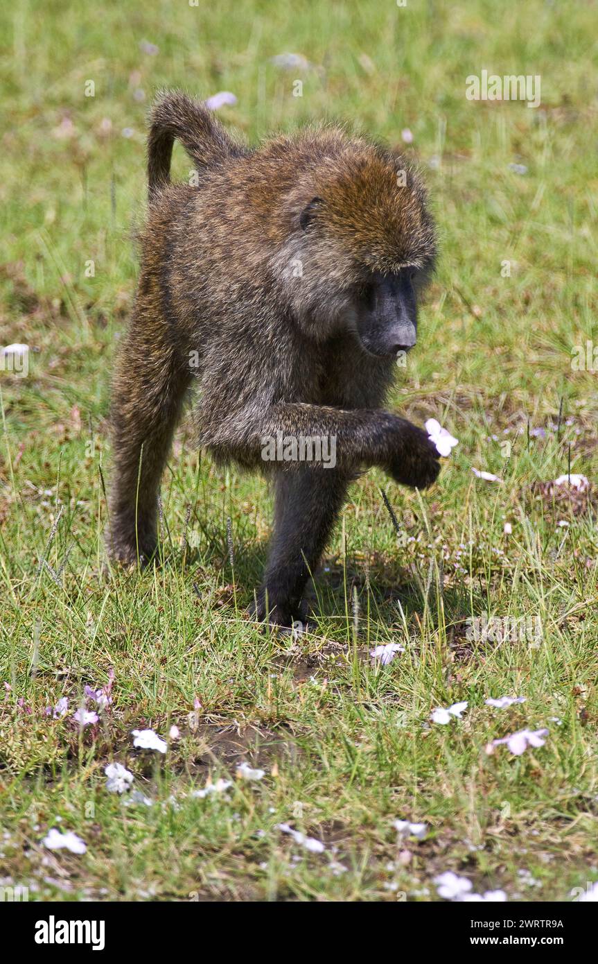Olive Baboon (Papio anubis) picking flowers for feeding. Photo from ...