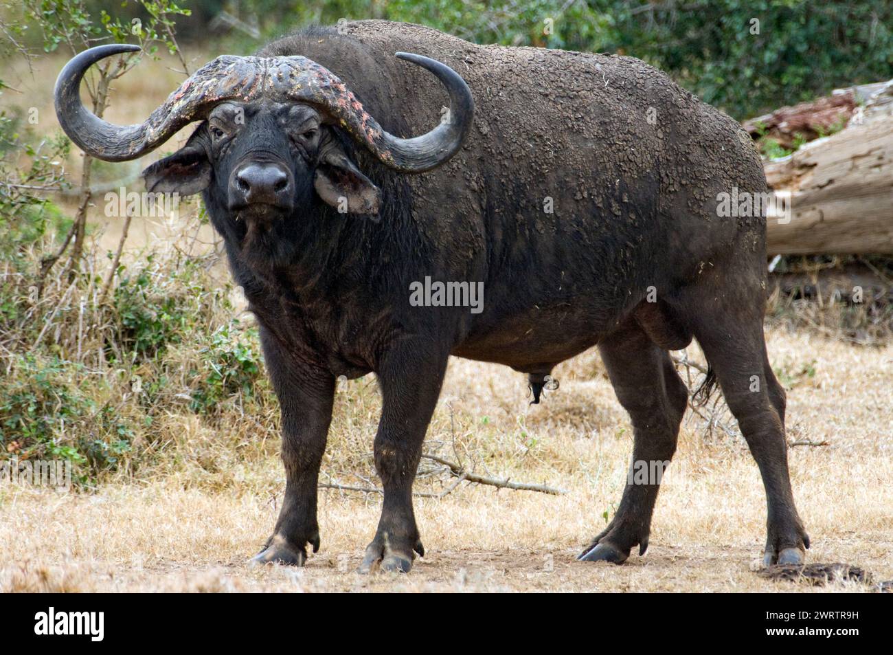 Cape buffalo (Syncerus caffer) from Solio Ranch, Kenya Stock Photo - Alamy
