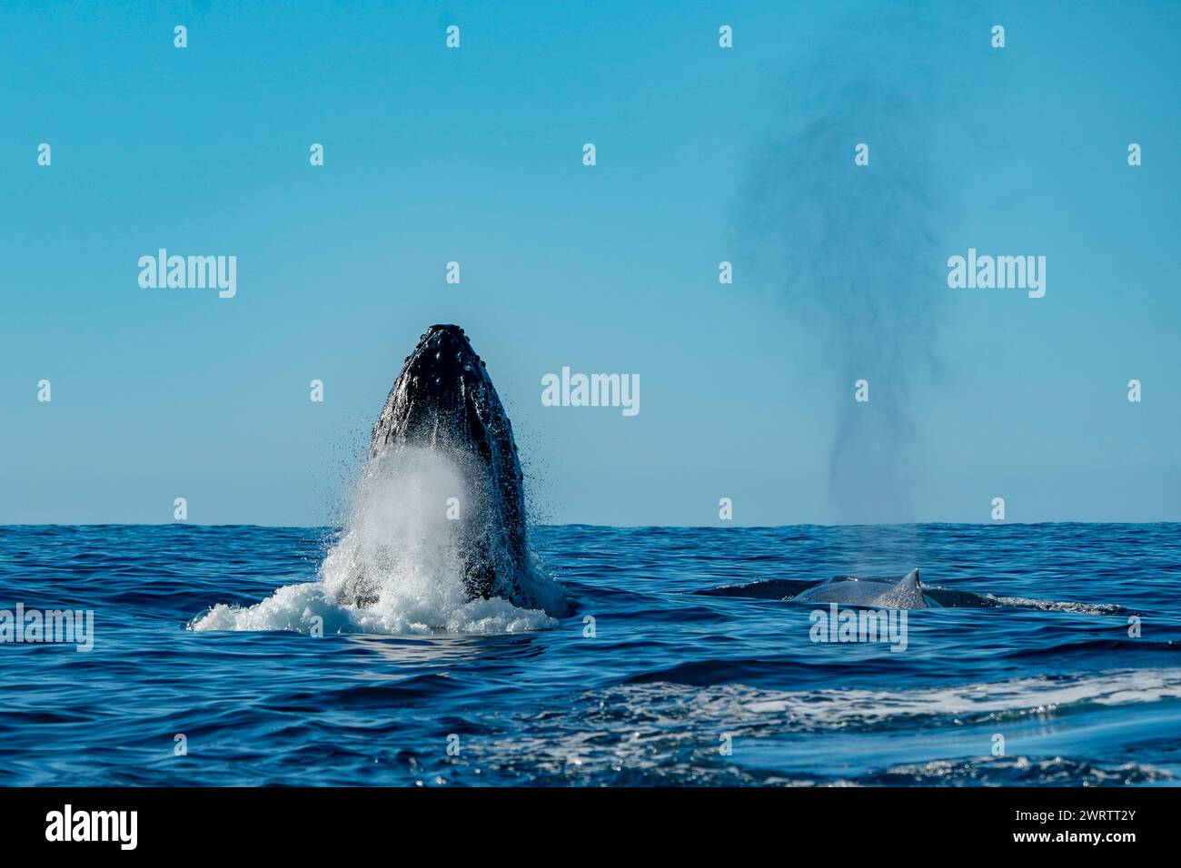 humpback whale breaching in cabo san lucas pacific ocean mexico Stock ...