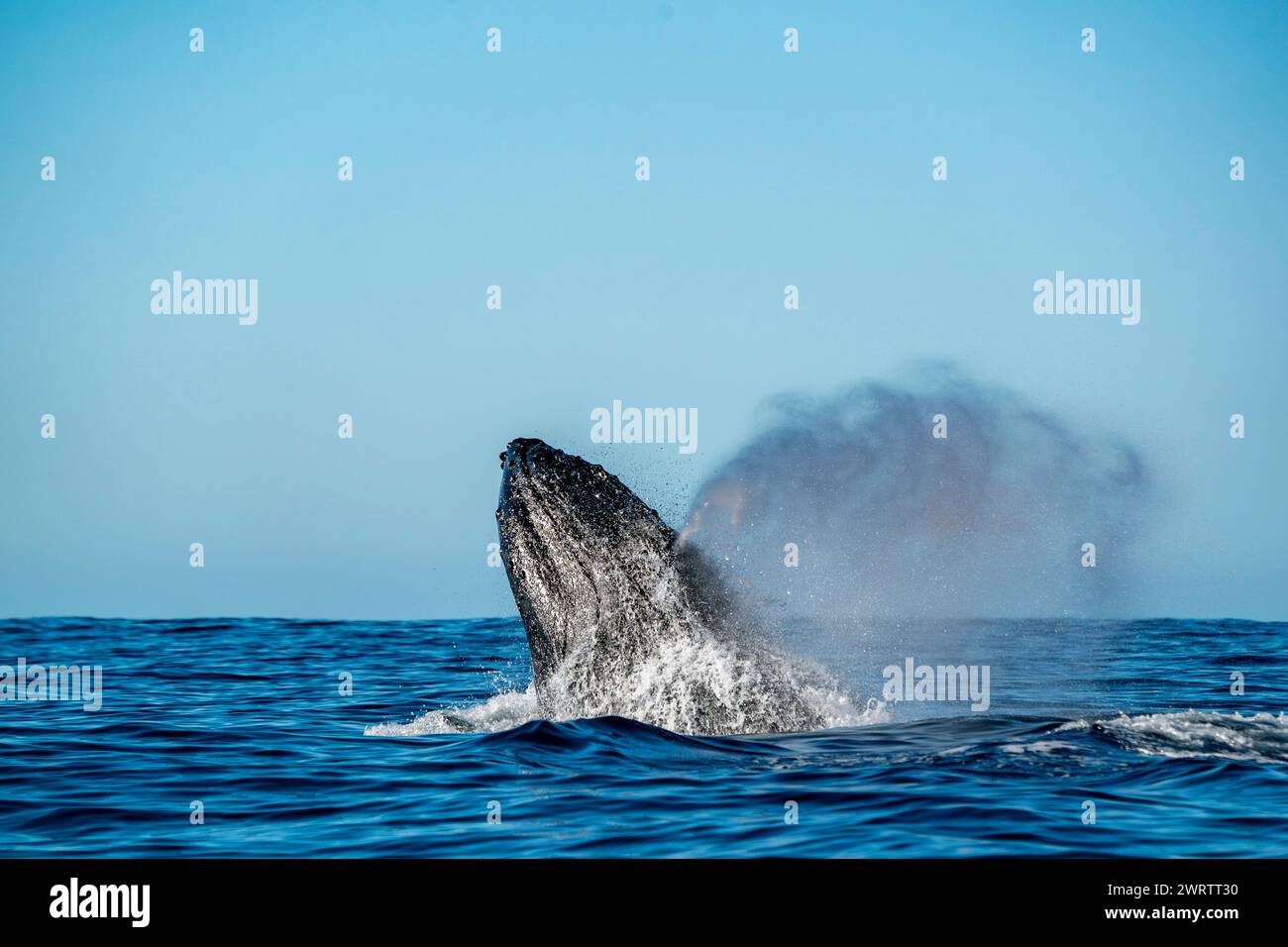 humpback whale breaching in cabo san lucas pacific ocean mexico Stock ...