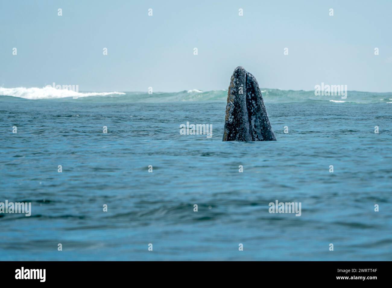A Spy hopping grey whale in san ignacio lagoon puerto chale maarguerite ...