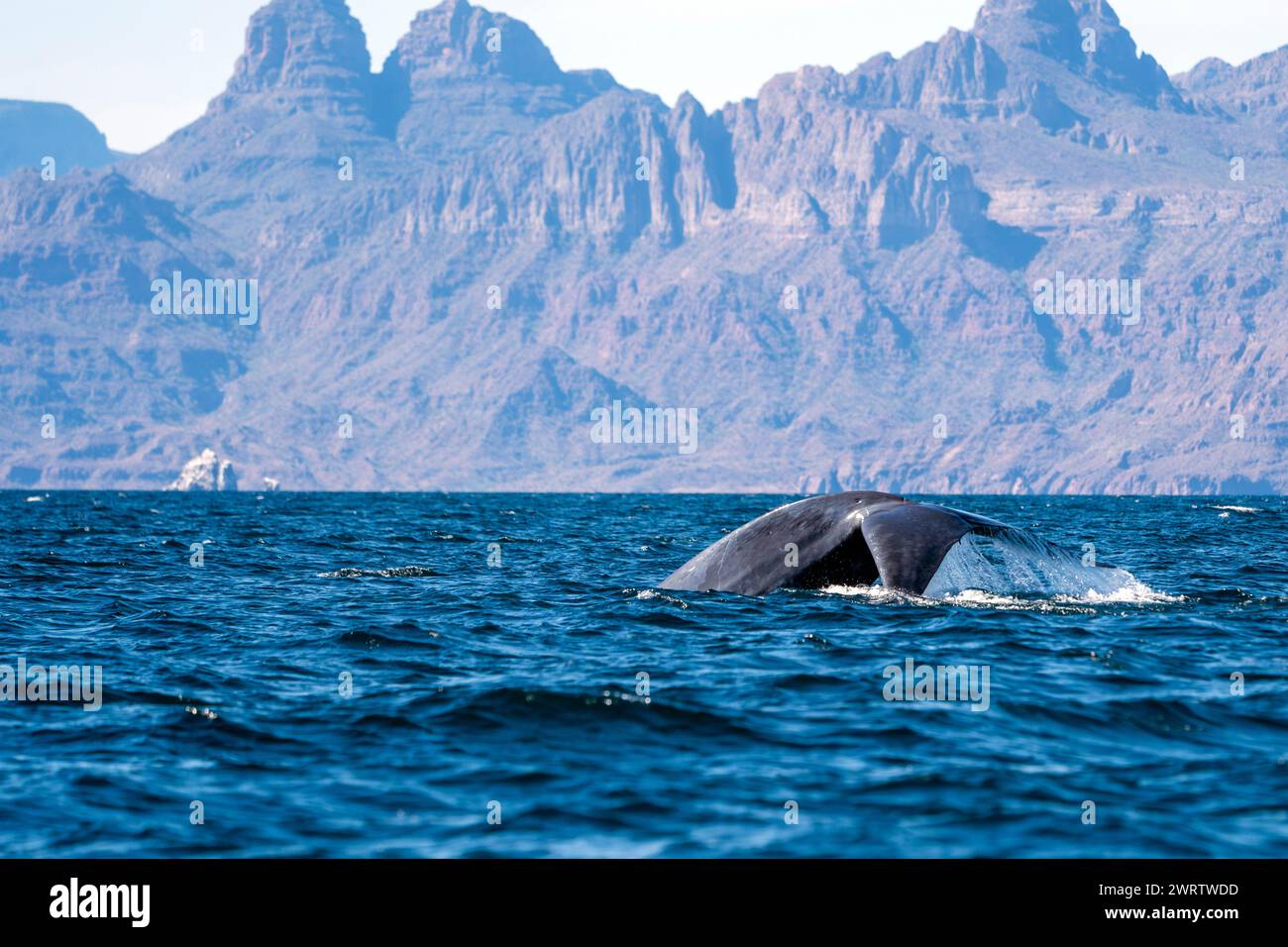 A blue whale in loreto bay baja california sur Stock Photo - Alamy