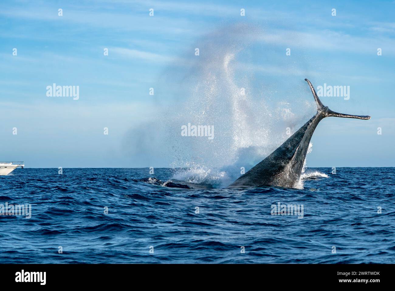 humpback whale tail slapping in cabo san lucas mexico Stock Photo - Alamy