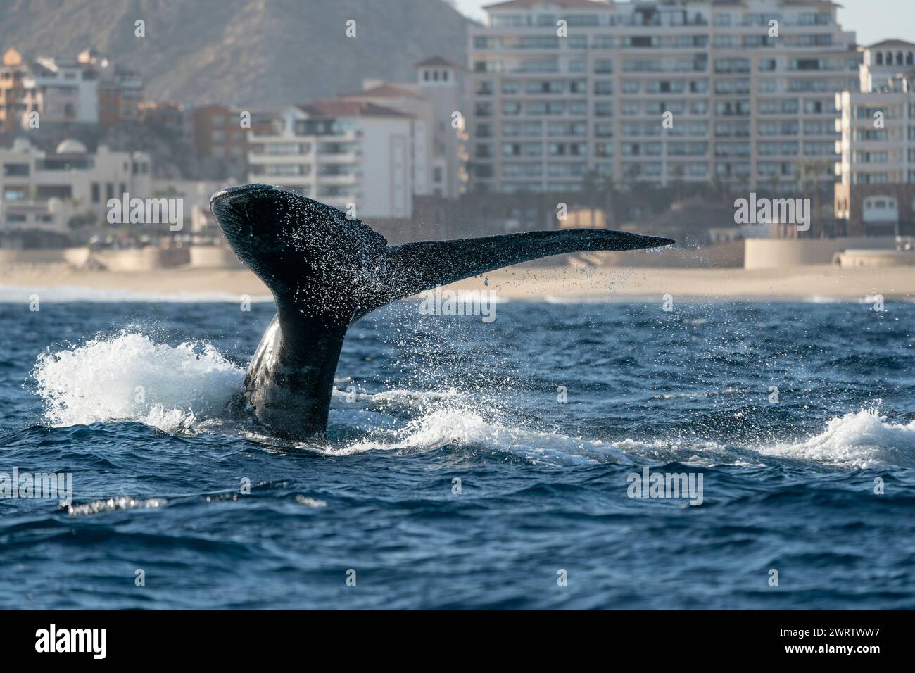 humpback whale tail slapping in cabo san lucas mexico Stock Photo - Alamy